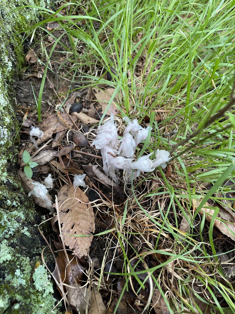 Ghost Pipe from Lothian, MD, US on June 10, 2021 at 10:15 AM by Mike ...