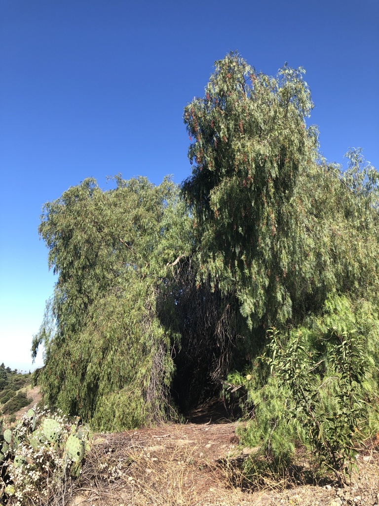 Peruvian Pepper Tree from Via Verde, La Verne, CA, US on June 10, 2021 ...