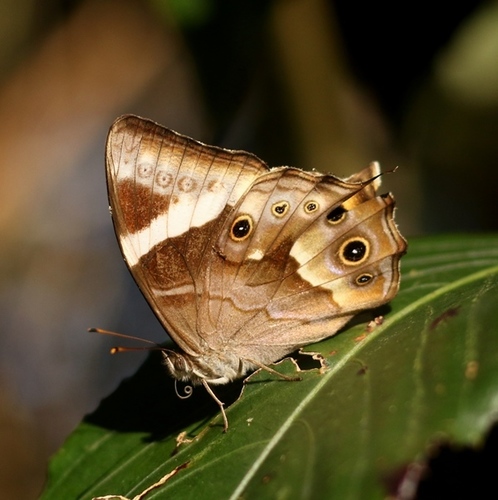 Lethe dynsate · NaturaLista Colombia