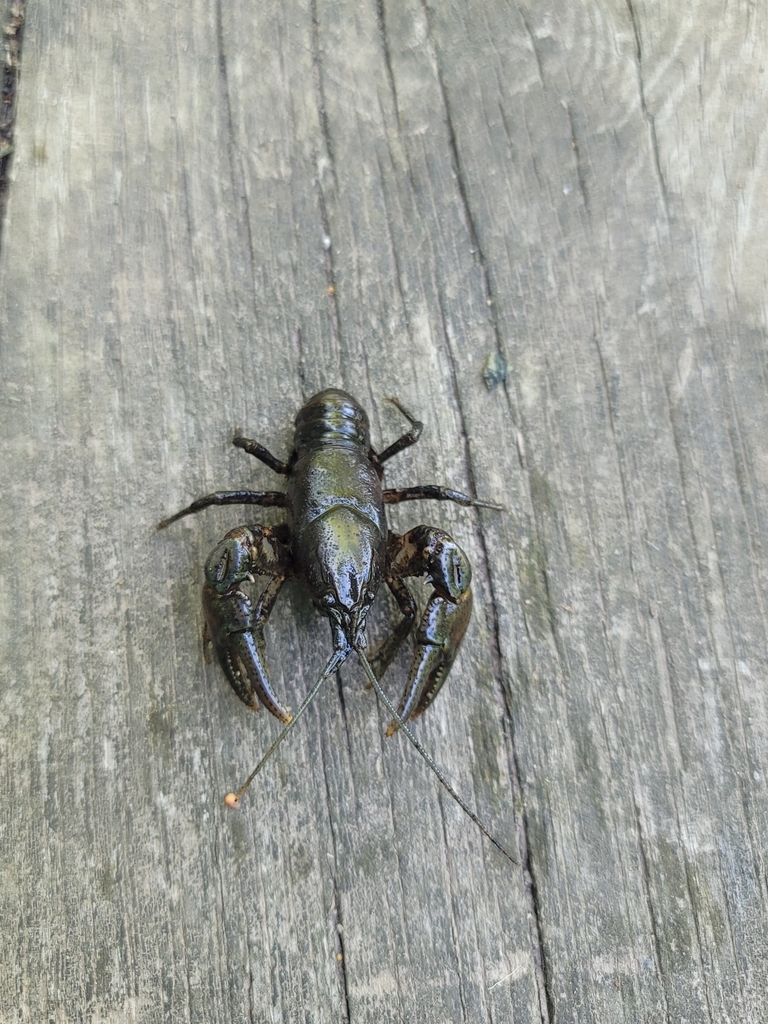 Eastern Crayfish from 18660 on June 10, 2021 at 01:38 PM by Carla ...