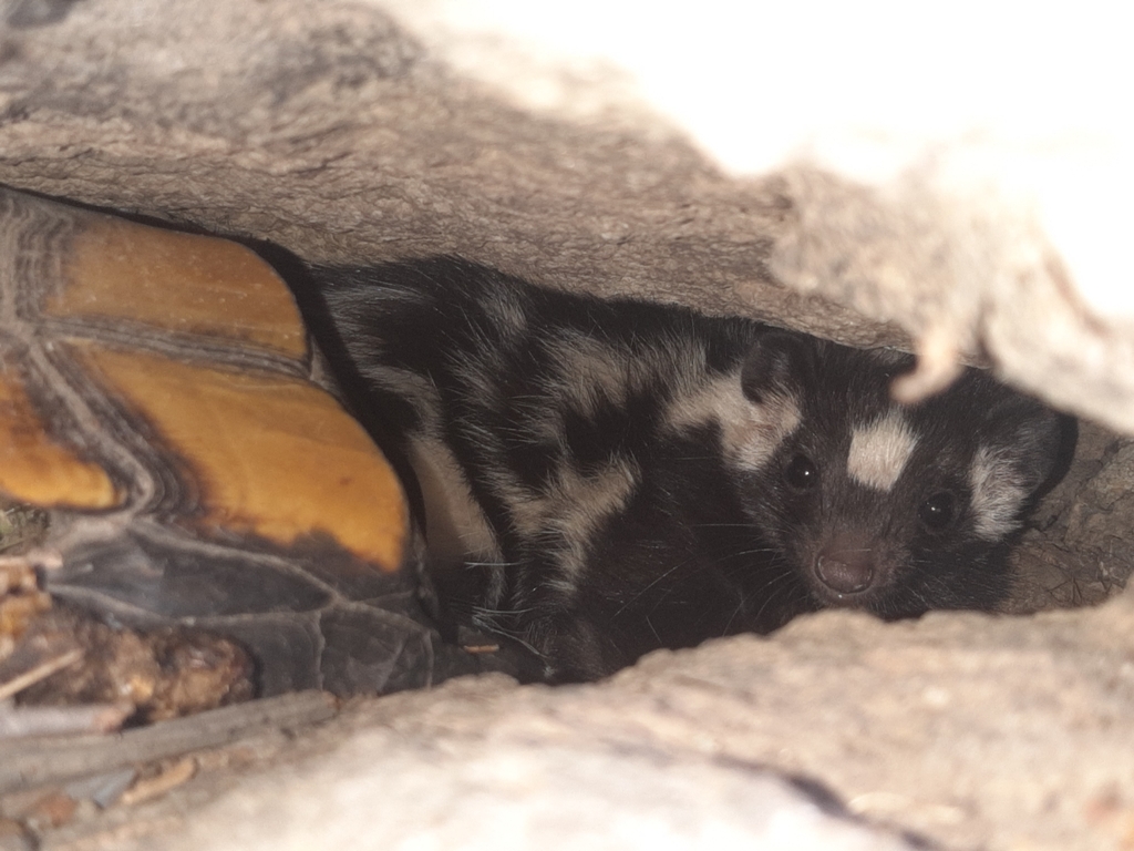 Southern Spotted Skunk from Tlajomulco de Zúñiga, Jal., México on June ...
