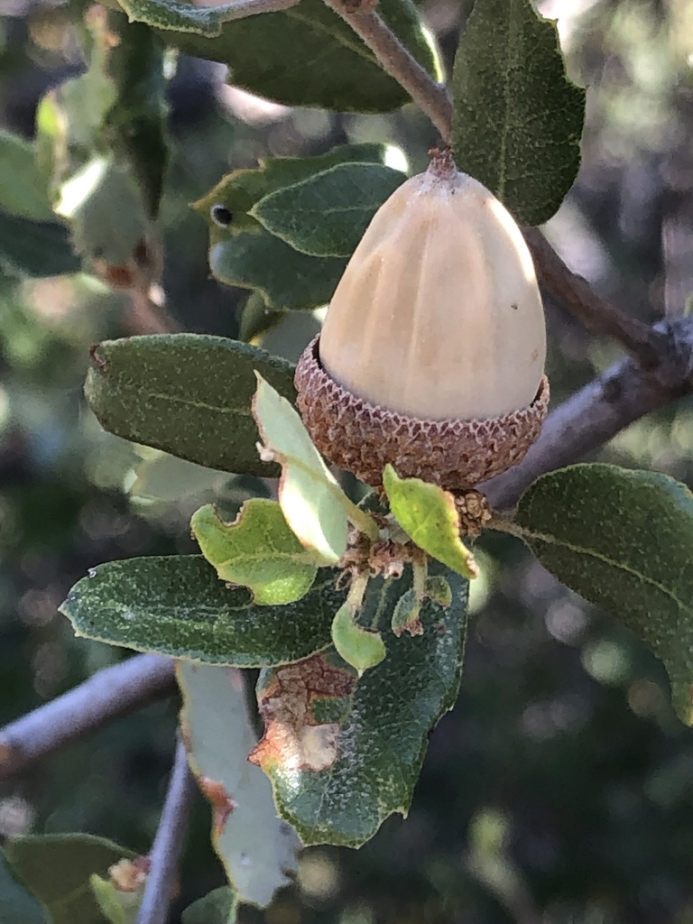 Torrey's Hybrid Oak from San Bernardino National Forest, Mountain ...