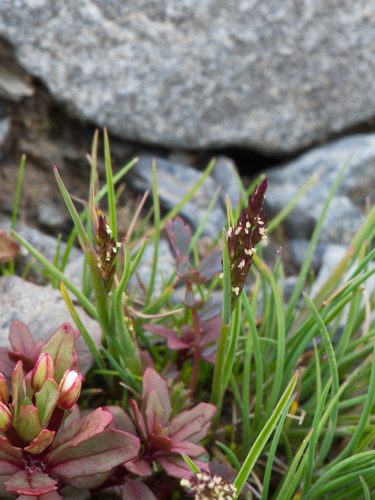 (Poa incrassata) - Botanical Realm
