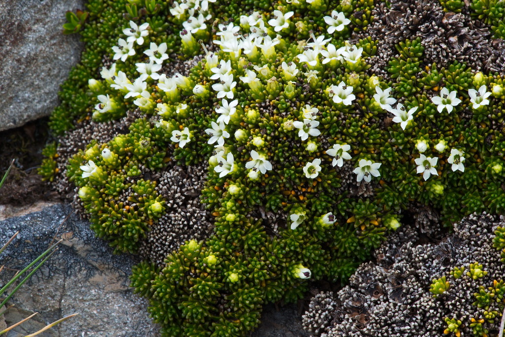 yellow cushionplant from Ohau Skifield, Ohau Range, New Zealand on ...