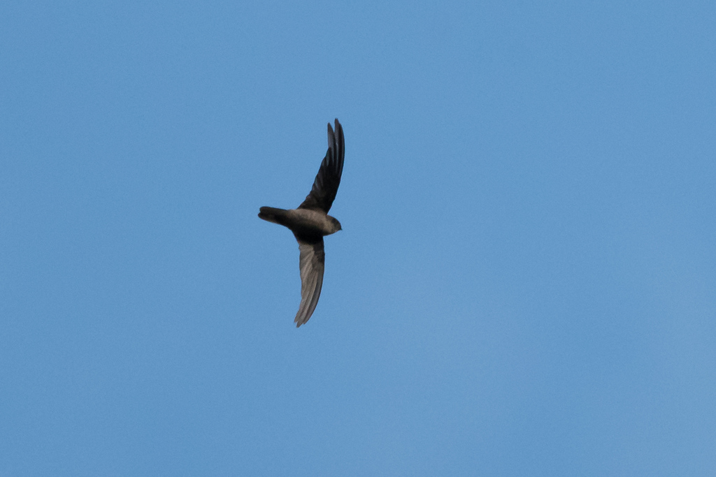 Uniform Swiftlet (Aerodramus vanikorensis) - Avian Discovery