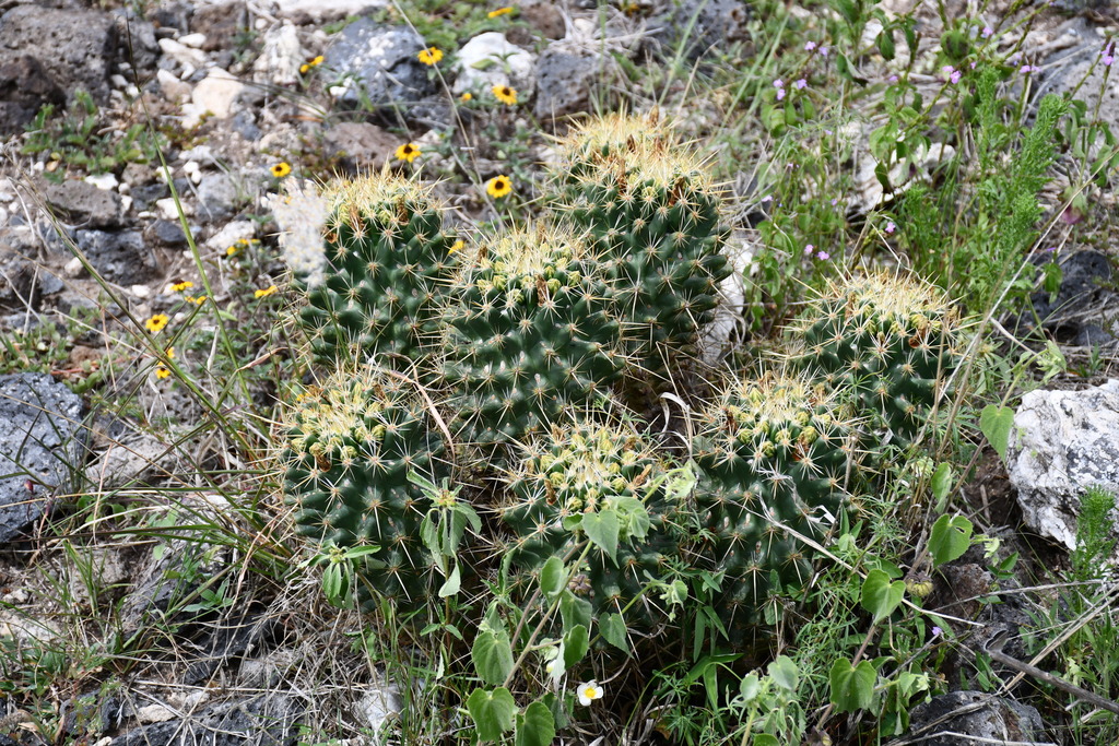 Coryphantha octacantha from Progreso de Obregón, Hgo., México on June ...