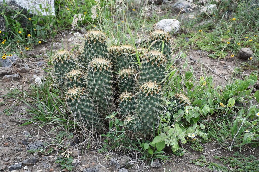 Coryphantha octacantha from Progreso de Obregón, Hgo., México on June ...