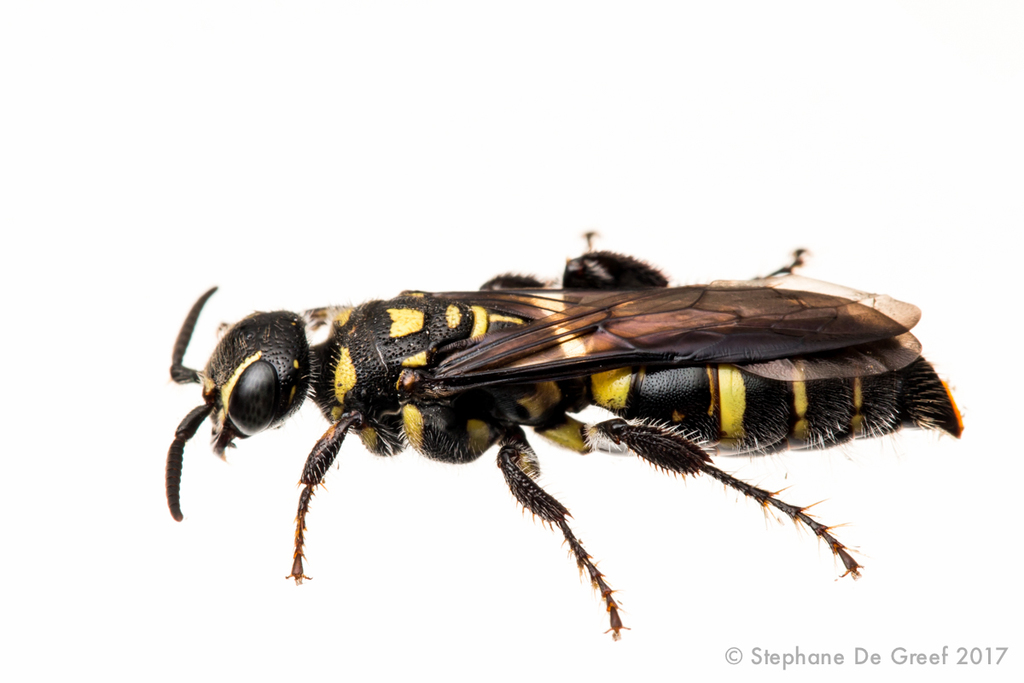 New World Banded Thynnid Wasps from Panama on June 6, 2017 by Stéphane ...