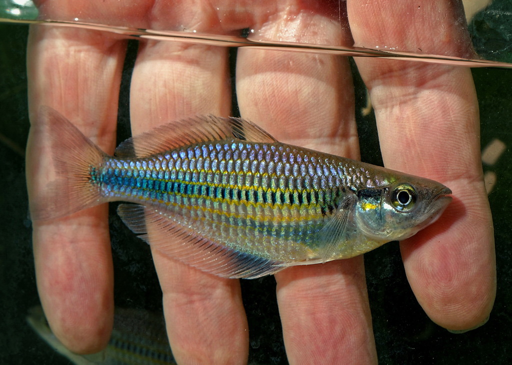 Batanta Rainbowfish (Melanotaenia batanta) - Marine Life Identification