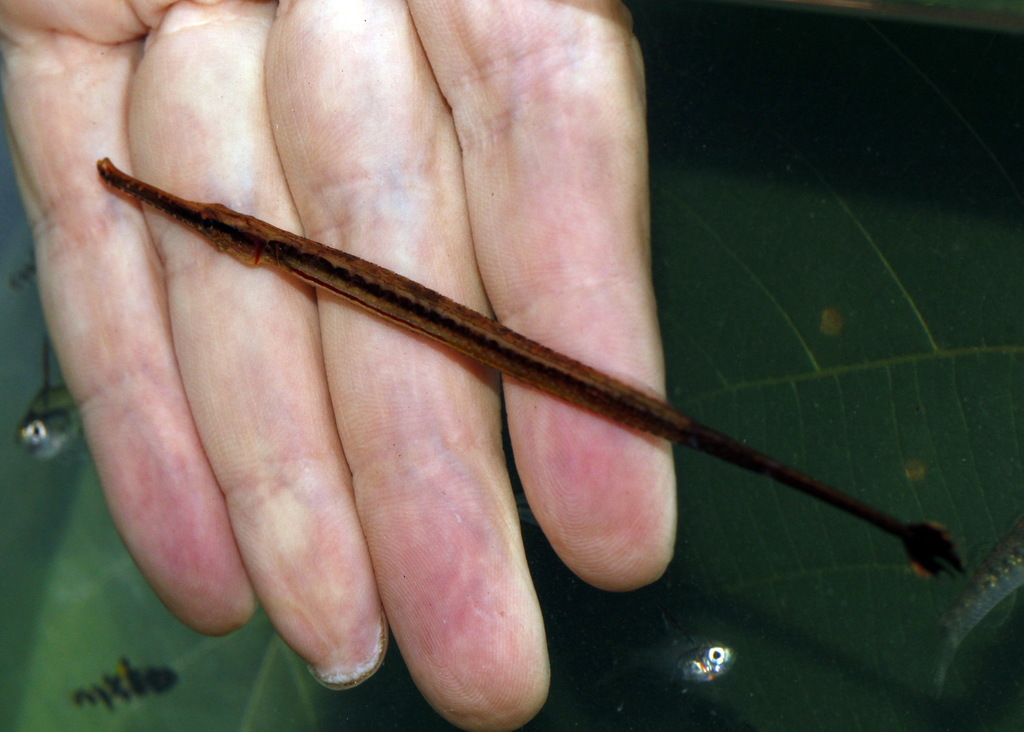 (Microphis brachyurus brachyurus) - Marine Life Identification