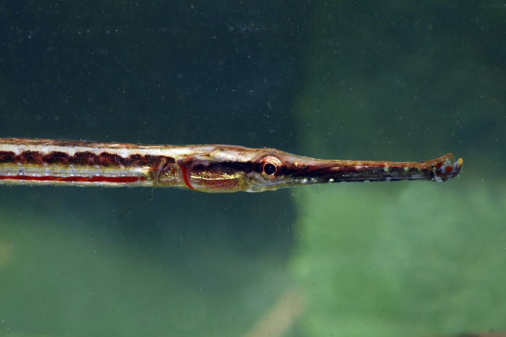 (Microphis brachyurus brachyurus) - Marine Life Identification