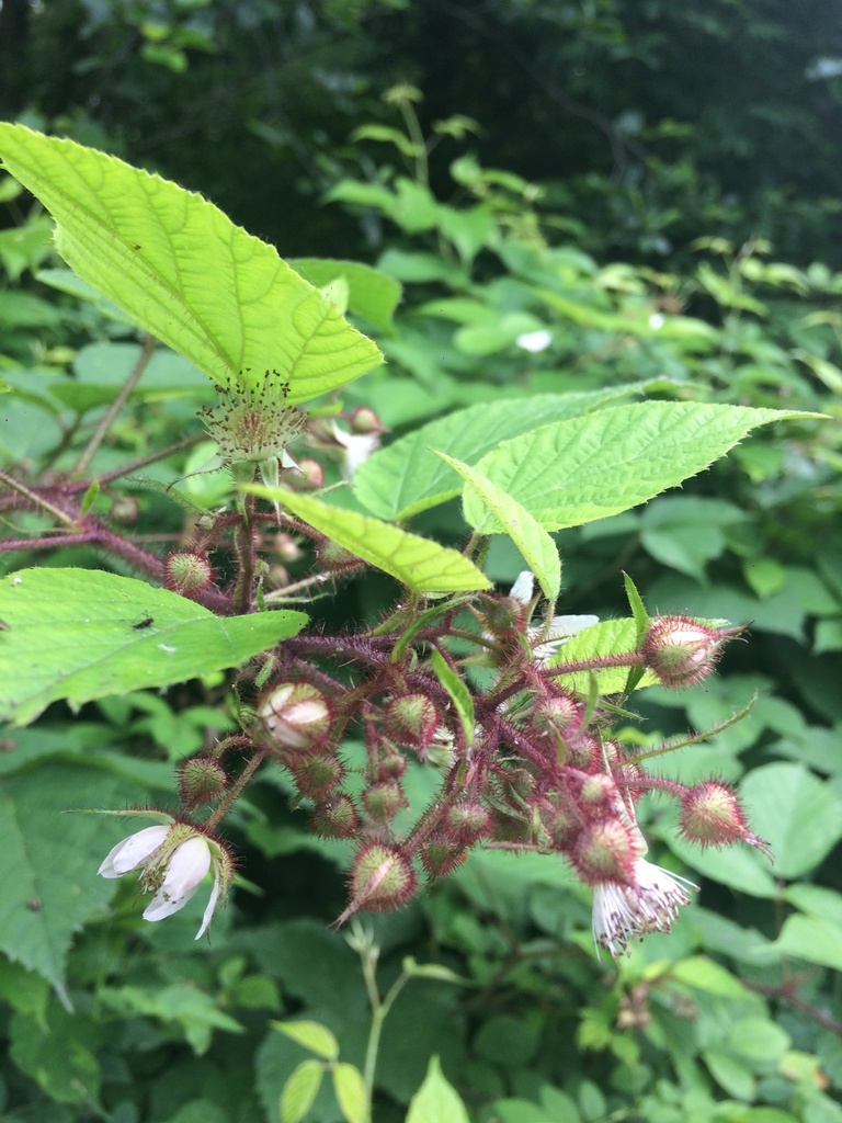 Rubus hirtus from Алагир, Республика Северная Осетия-Алания, RU on June ...