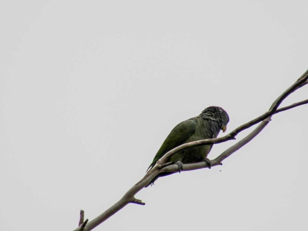 Scaly-headed Parrot from Santa Cruz do Sul on June 11, 2021 at 12:01 PM ...