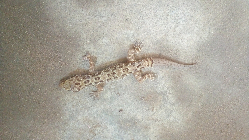 West African House Gecko in June 2021 by Ay Jay · iNaturalist
