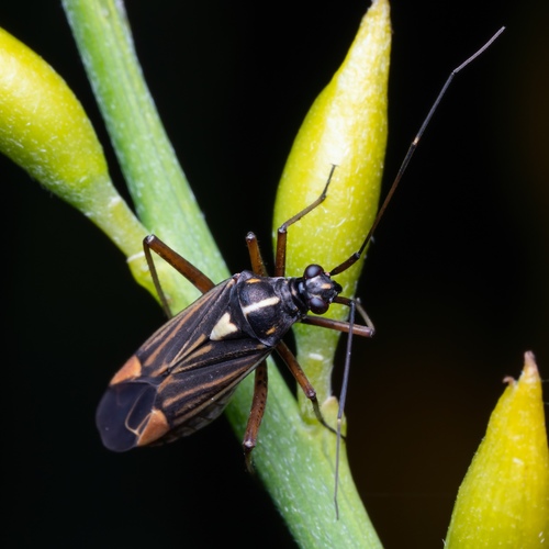 Genus Rhabdoscytus · iNaturalist