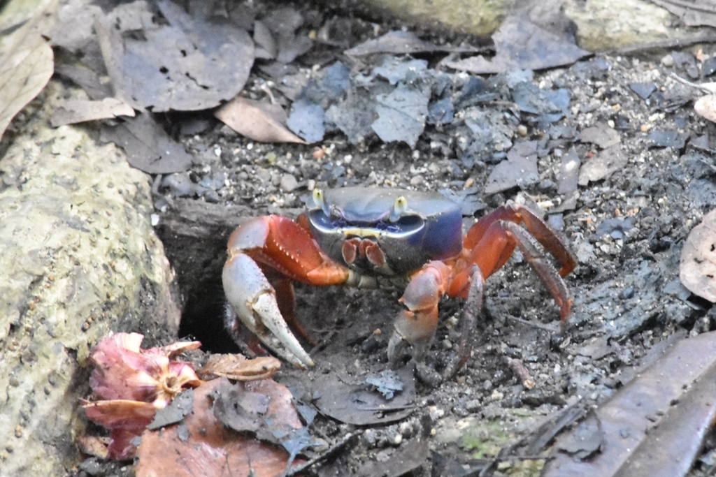 African Rainbow Crab from Pasir Ris, Singapore on June 11, 2021 at 07: ...