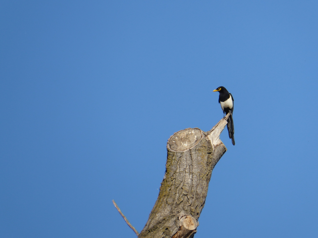 Yellow-billed Magpie in November 2015 by Sheila Toner · iNaturalist