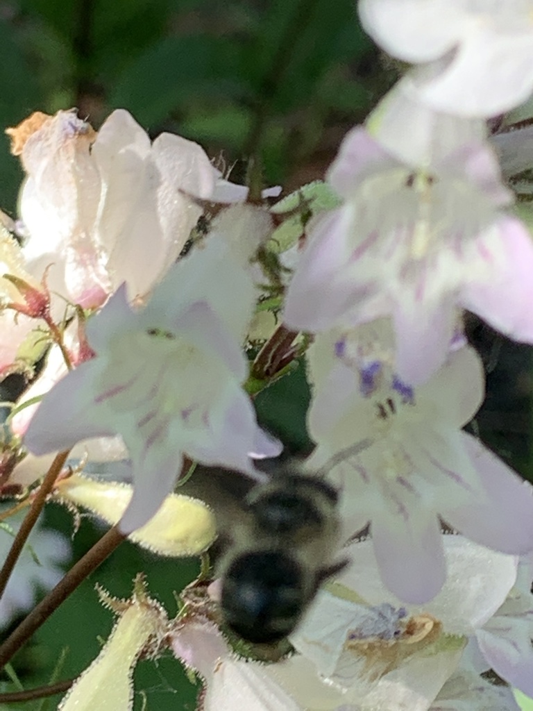 Orange-tipped Wood-digger from Painesville Warren Rd, Painesville, OH ...