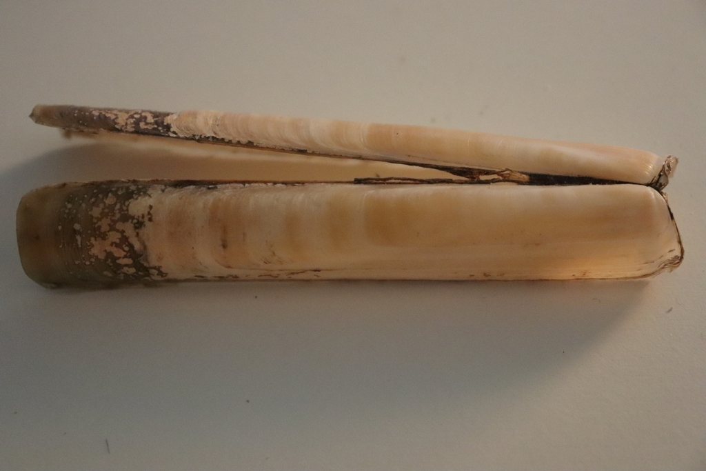 Grooved Razor Shell from Rody, 29490 Guipavas, Frankreich on 13 March ...