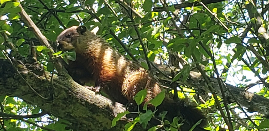 Groundhog from Hamilton, ON L9K 1R4, Canada on June 11, 2021 at 10:48 ...
