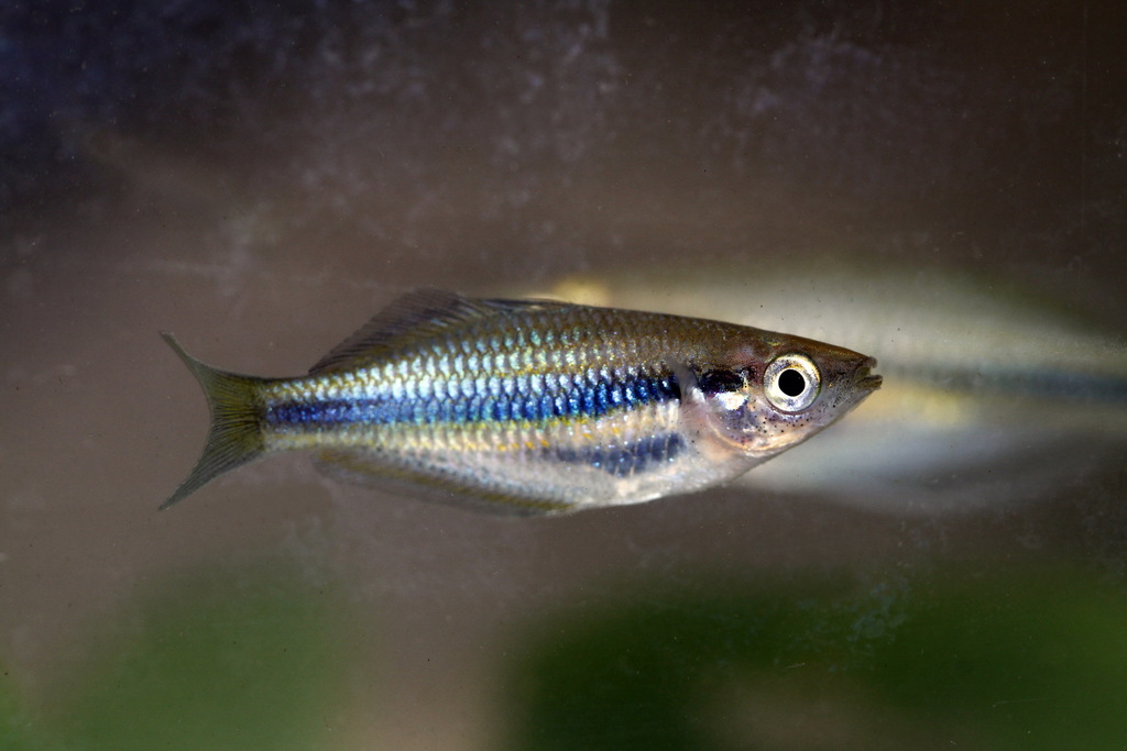 Batanta Rainbowfish (Melanotaenia batanta) - Marine Life Identification