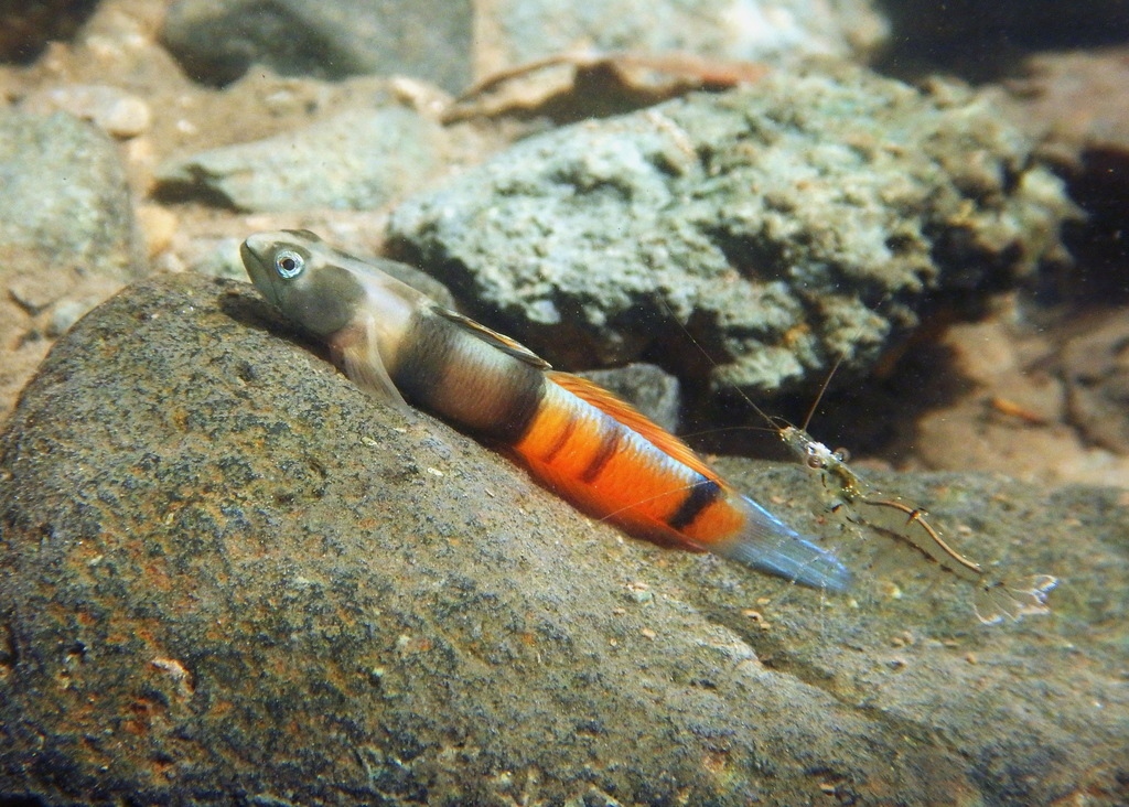 Ornate Fish in November 2016 by john lenagan · iNaturalist