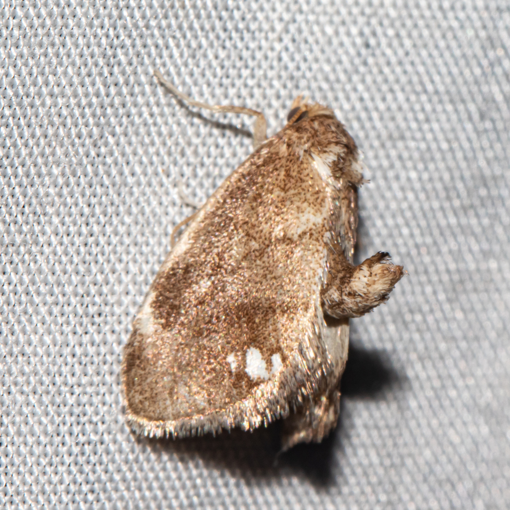 White-spotted Tailed Slug Moth in June 2021 by Timothy Reichard ...