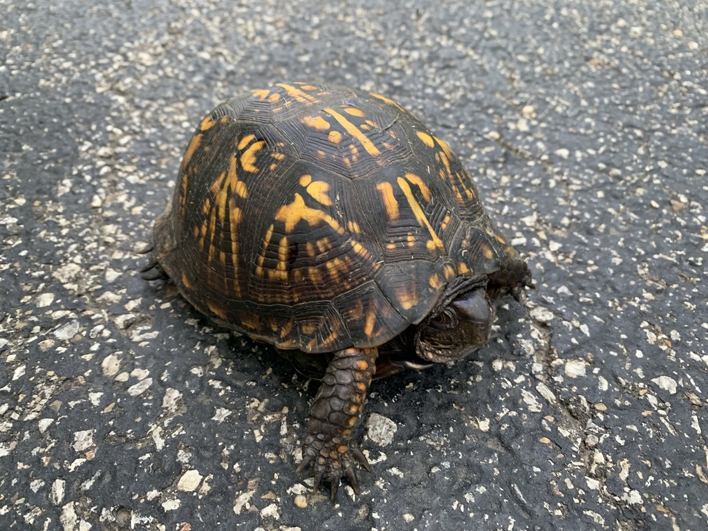 Common Box Turtle in June 2021 by Benjamin Binstock · iNaturalist