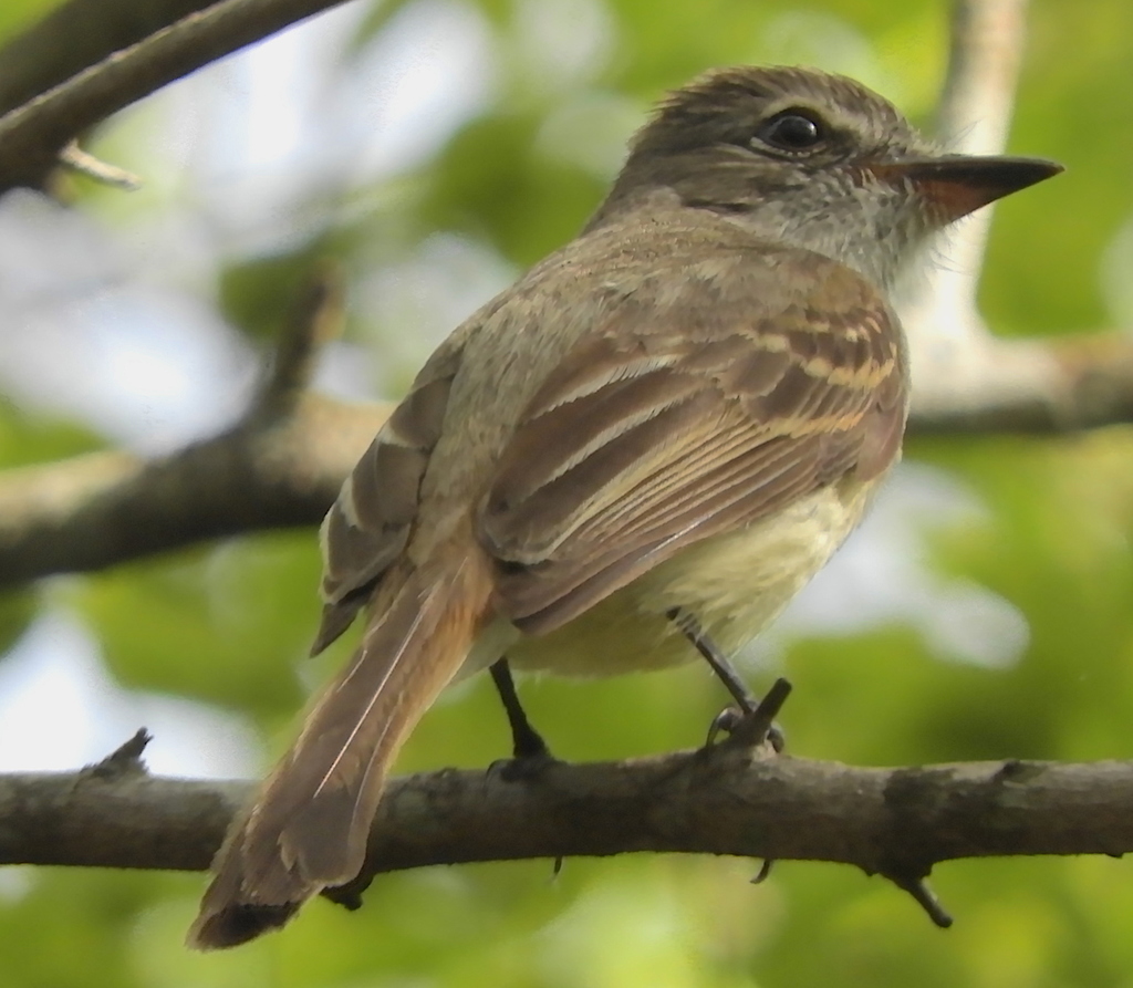 Flammulated Flycatcher from Tuxtla Gutiérrez, Chis., Mexico on May 28 ...
