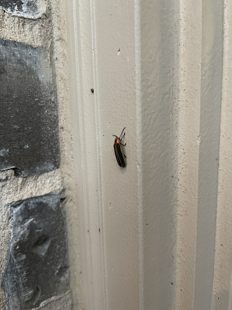 Common Eastern Firefly from Glacier Point Ct, Prosper, TX, US on June ...