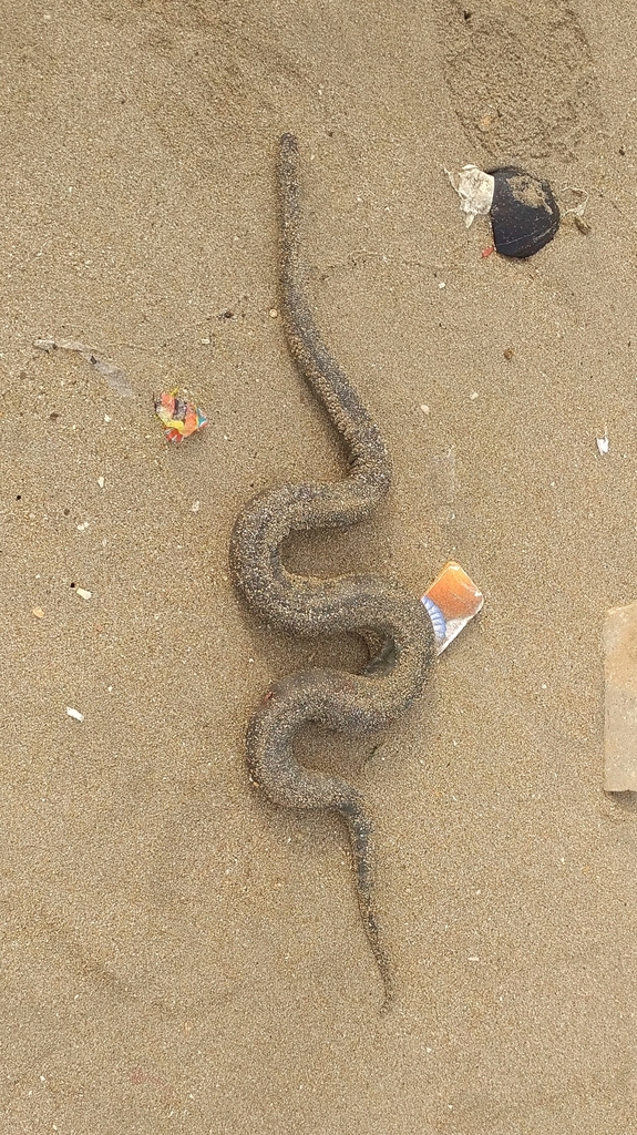 Marine File Snake in June 2021 by Pradip Patade. Caught in fishing net ...