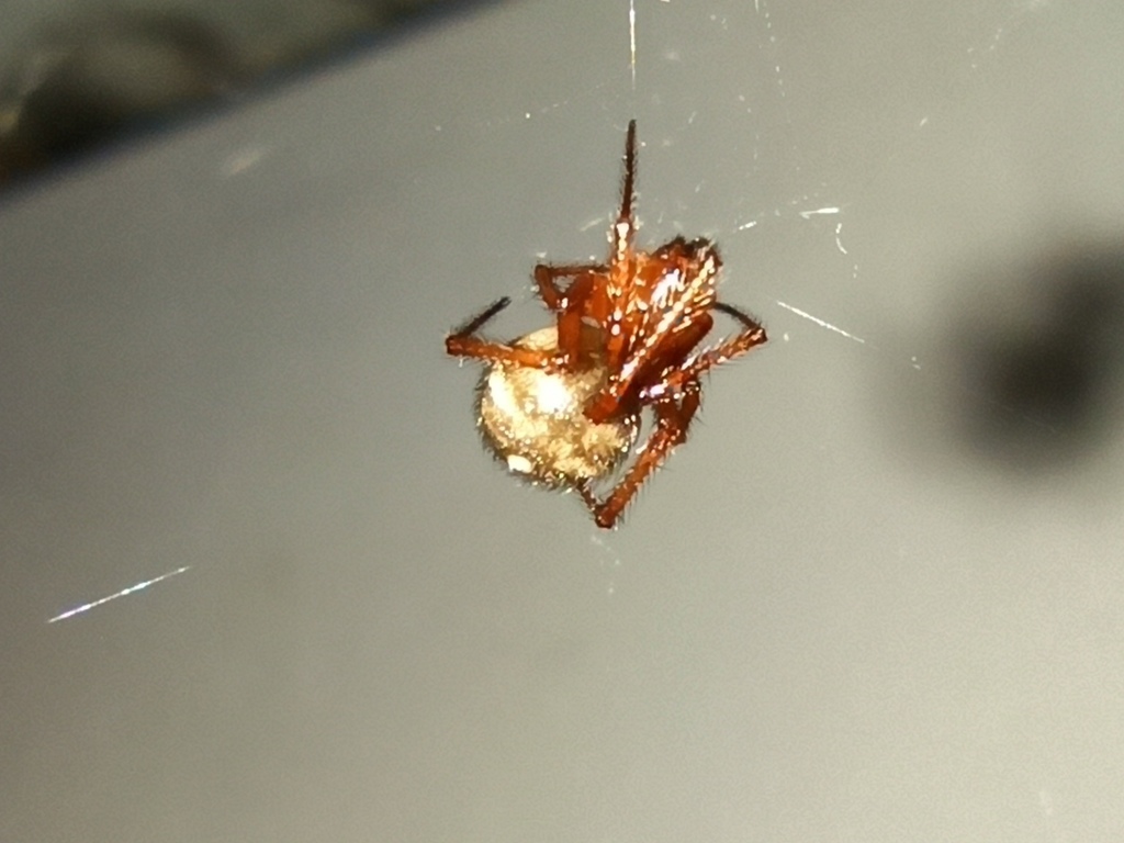 Red House Spider from Cassilândia on May 23, 2021 by Vinícius Rodrigues ...