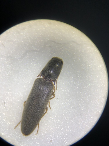 Monocrepidius athoides · iNaturalist