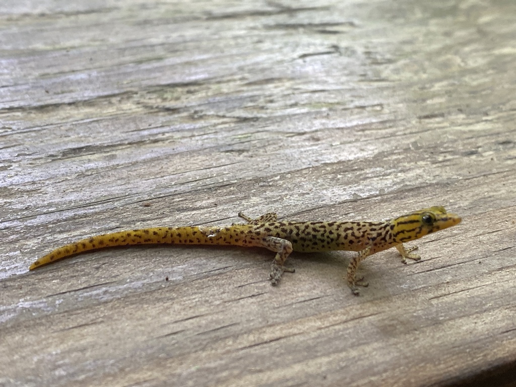 Sphaerodactylus Macrolepis