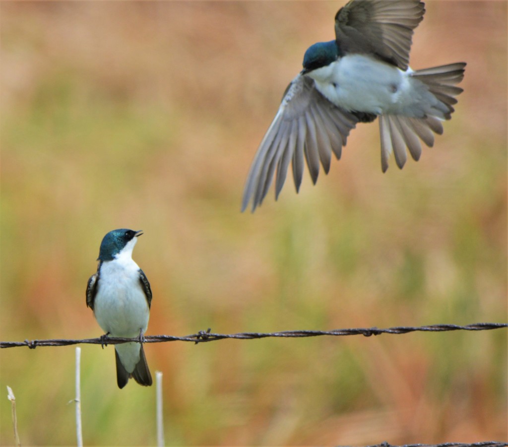 Tree Swallow from Walworth County, WI, USA on May 4, 2021 at 02:10 PM ...