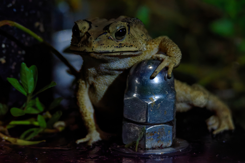 Asian Common Toad from Pasir Ris, Singapore on June 12, 2021 at 08:58 ...