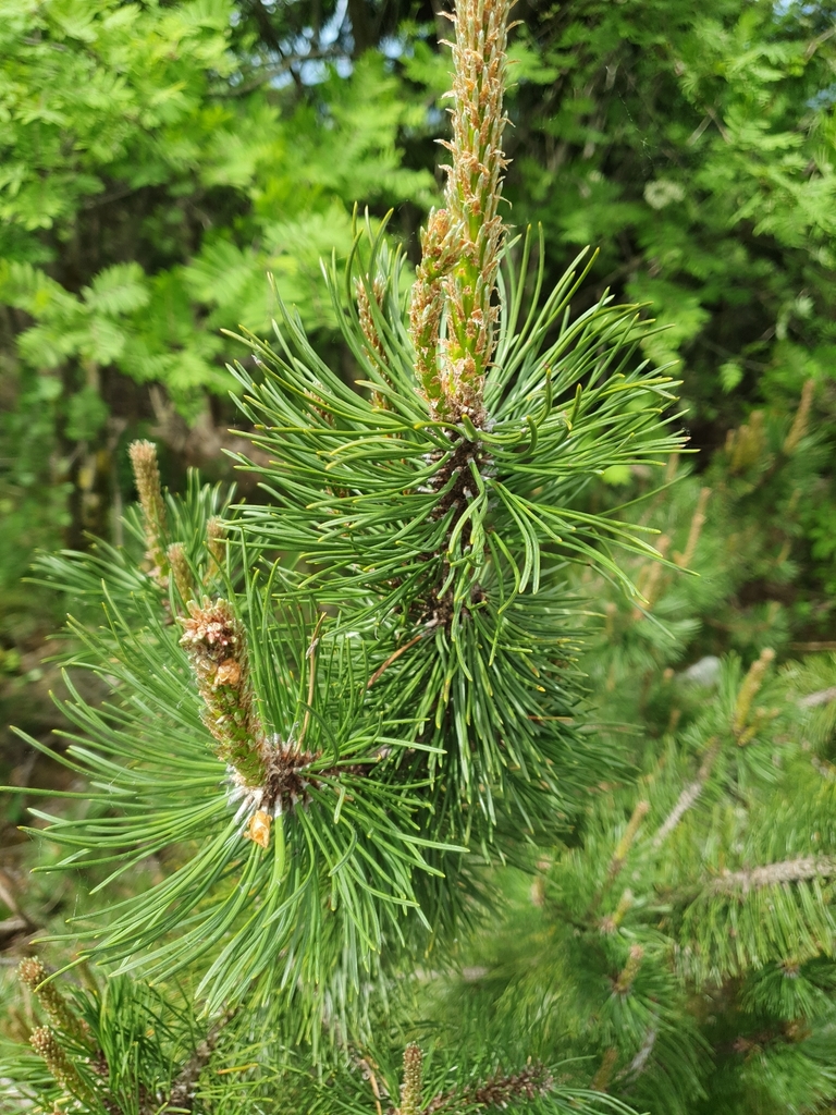 mountain pine from Světlá pod Ještědem on June 12, 2021 at 01:08 PM by ...