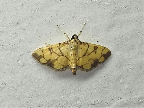 Pardomima amyntusalis · iNaturalist