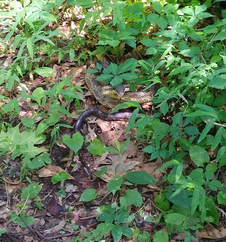 Gray Ratsnake from Springhill, Memphis, TN 38128, USA on June 12, 2021 ...
