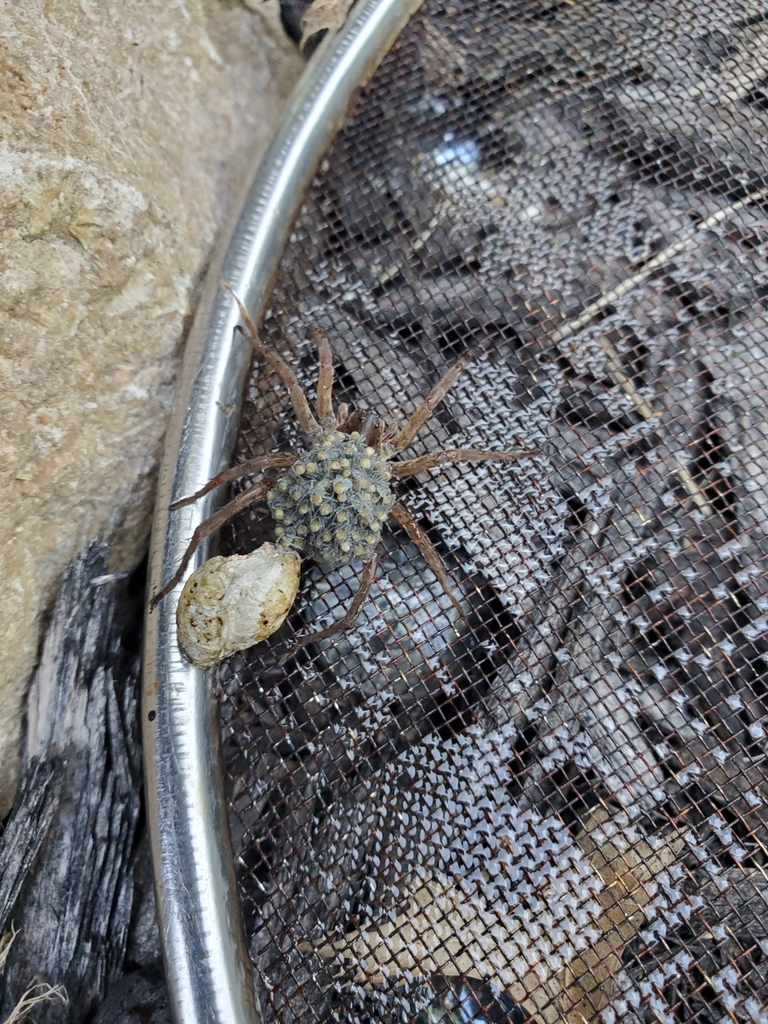 Wetland Giant Wolf Spider from Riverside, OH, USA on June 12, 2021 at ...
