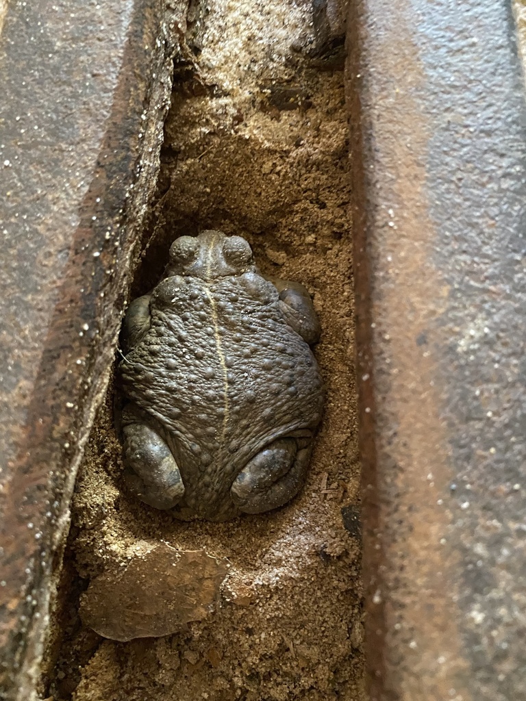 Western Toad from Black Diamond Mines Regional Preserve, Clayton, CA ...