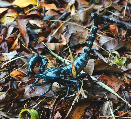 Subfamily Heterometrinae · iNaturalist