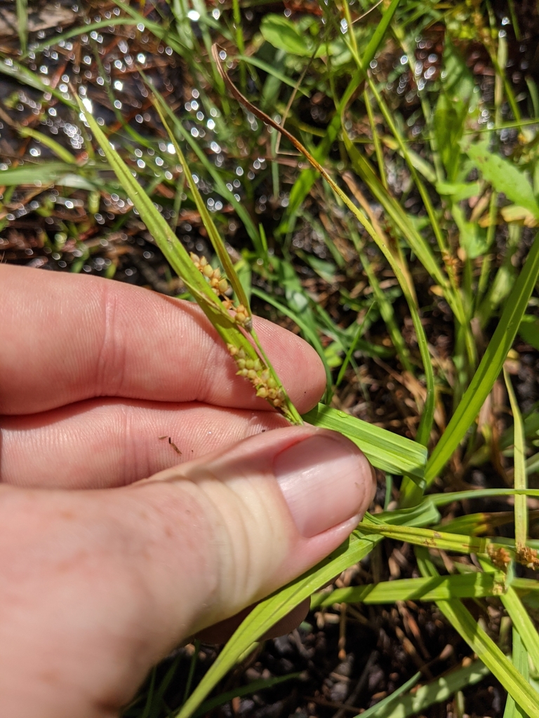 Limestone Meadow sedge in June 2021 by Eric Ungberg · iNaturalist