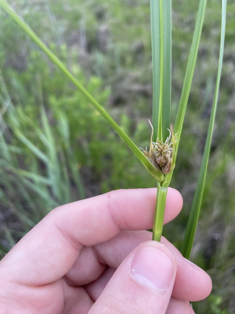 sea clubrush in June 2021 by Taylor Sturm · iNaturalist