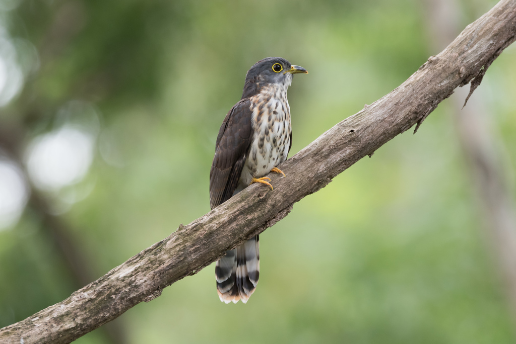 Malaysian Hawk-Cuckoo from Toa Payoh, Singapore on October 8, 2016 at ...