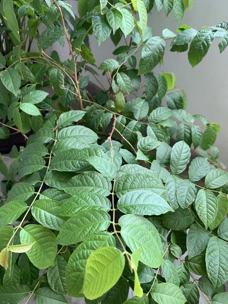 Rangoon Creeper from Hitex Road, Hyderabad, TG, IN on June 13, 2021 at ...