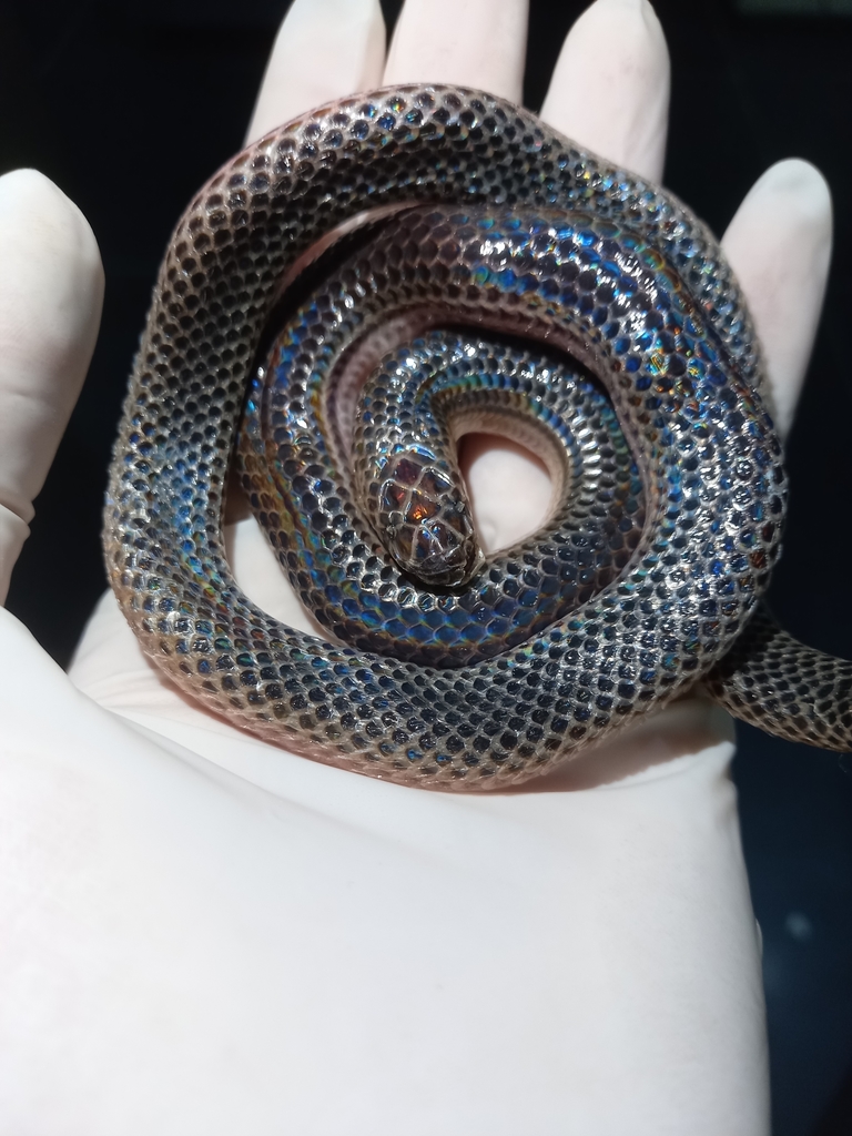Asian Sunbeam Snake from Minyak Beku on June 12, 2021 at 02:38 PM by ...