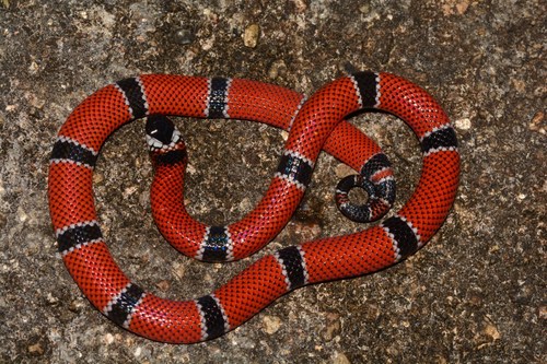Coral snake vomiting another snake. : r/natureismetal