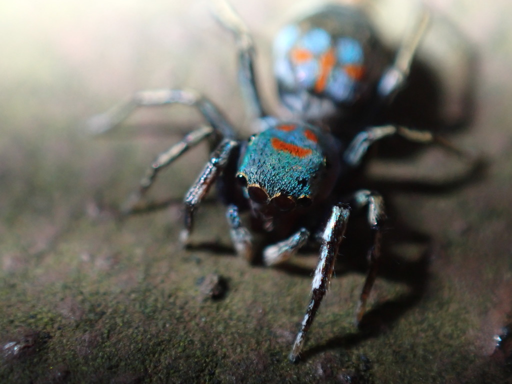 Siler collingwoodi from Tsing Yi, Hong Kong on June 13, 2021 at 10:21 ...