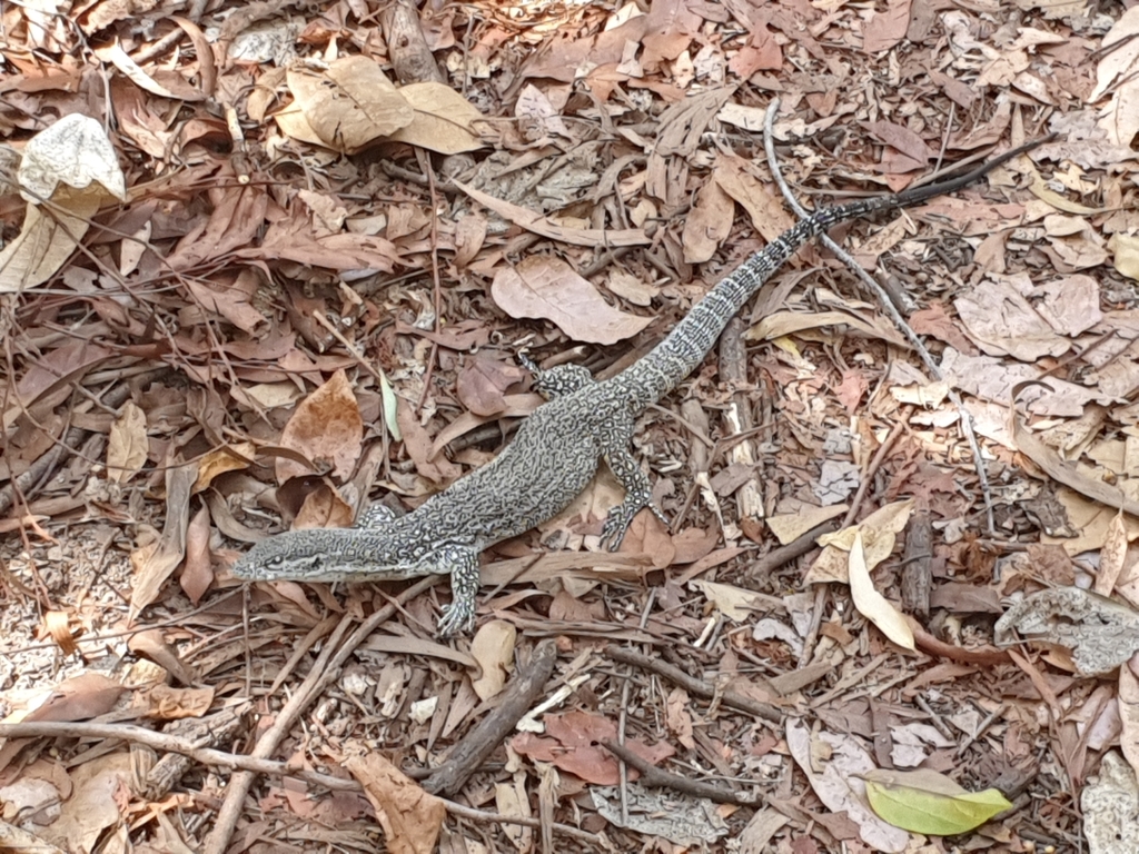 Banded Tree Monitor from Nelly Bay QLD 4819, Australia on November 08 ...